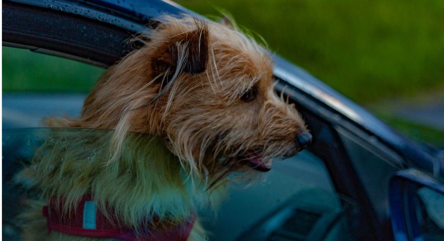 Driving with pets in the UK: what you need to know - Travellers Club
